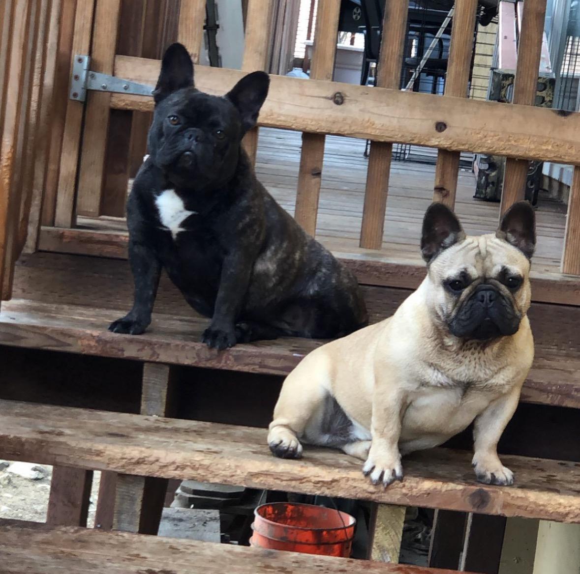 Tribe of Judah Kennel in California | French Bulldog puppies | Good Dog