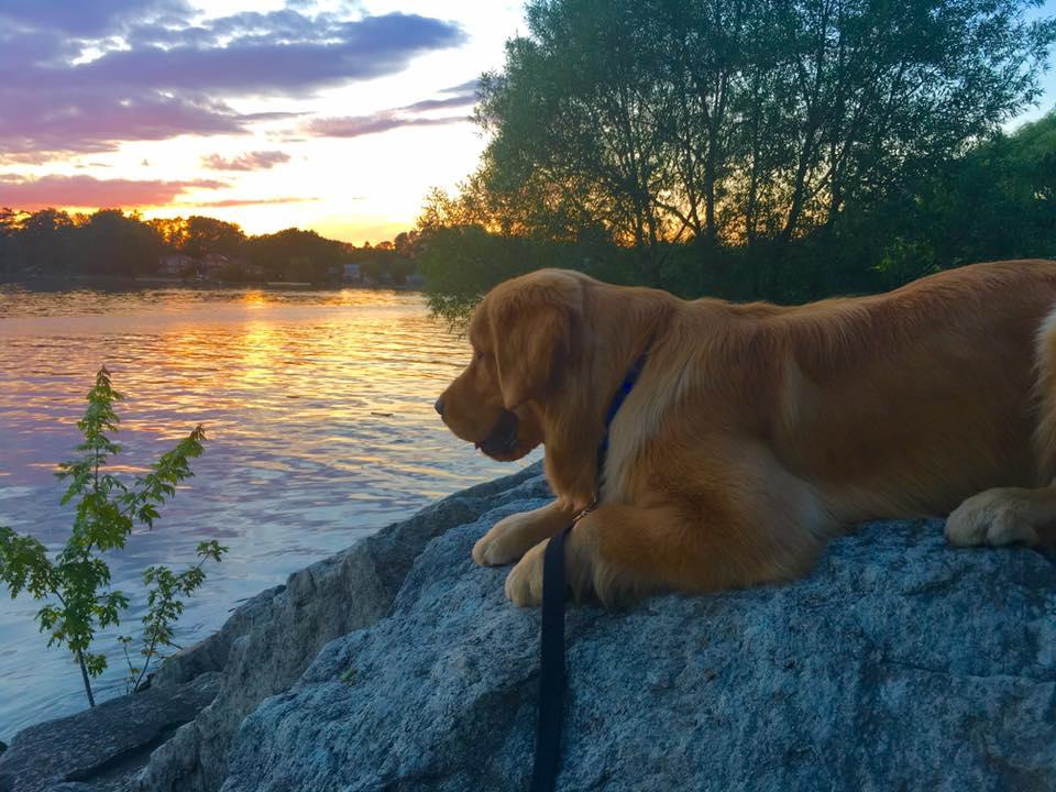 Chestnut Goldens in New York | Golden Retriever puppies | Good Dog