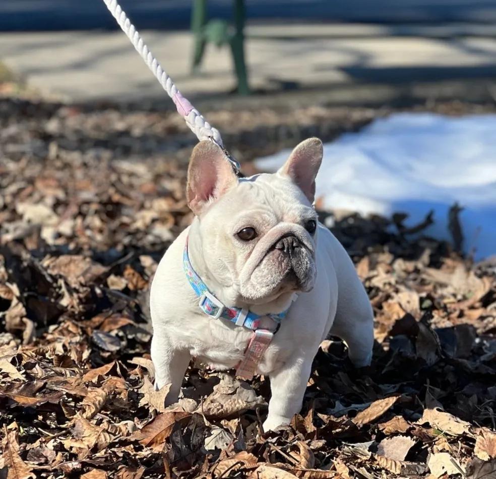 Mid-Michigan Frenchies in Michigan | French Bulldog puppies | Good Dog
