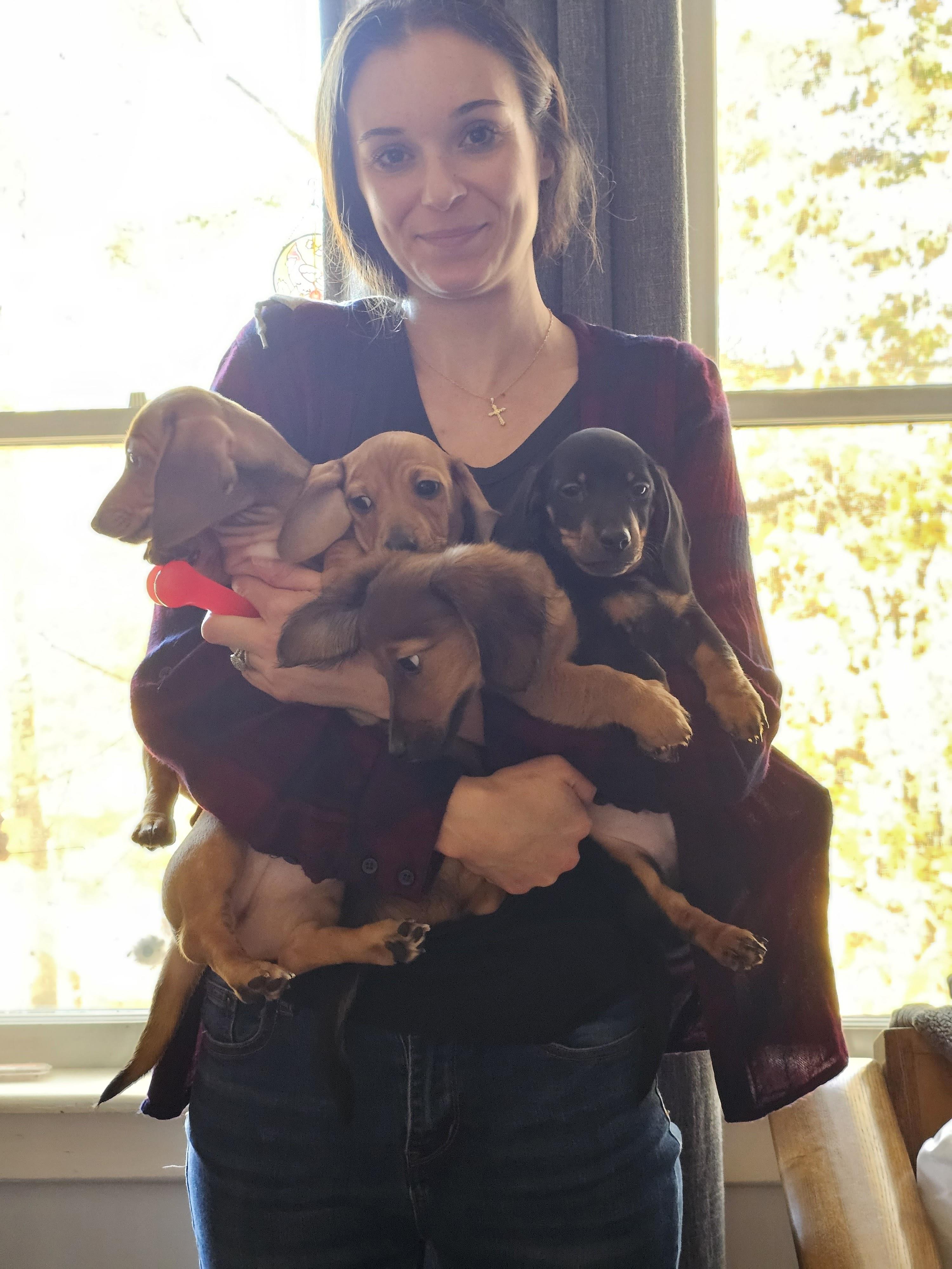 Windy Ridge Dachshunds in North Carolina | Dachshund puppies | Good Dog
