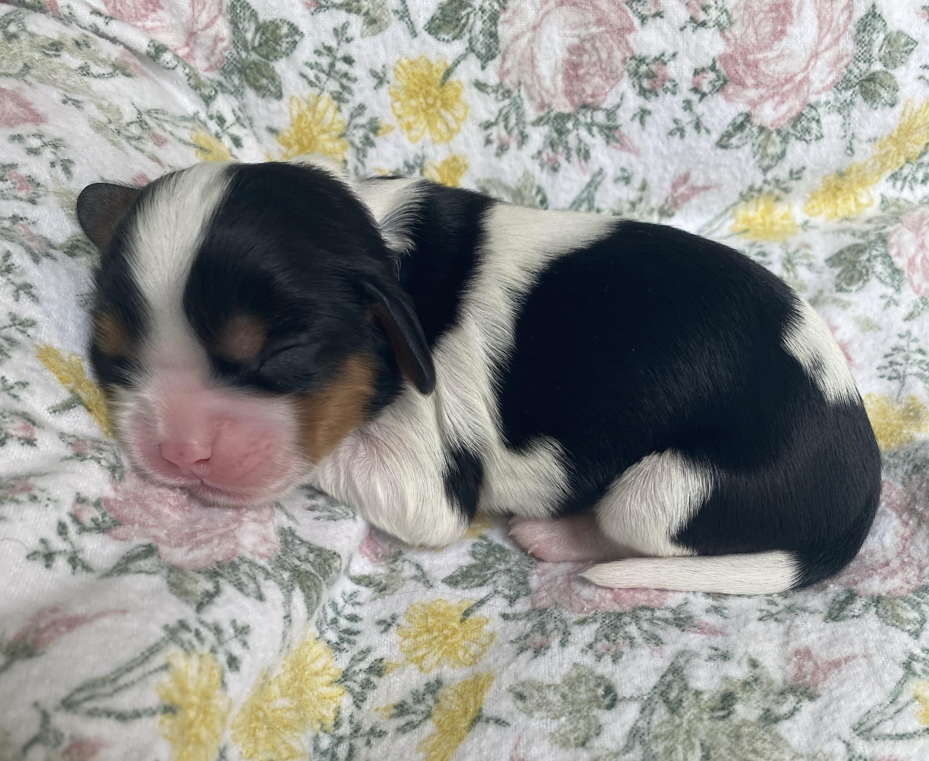 Kids and Canines in Tennessee | Cavalier King Charles Spaniel puppies ...