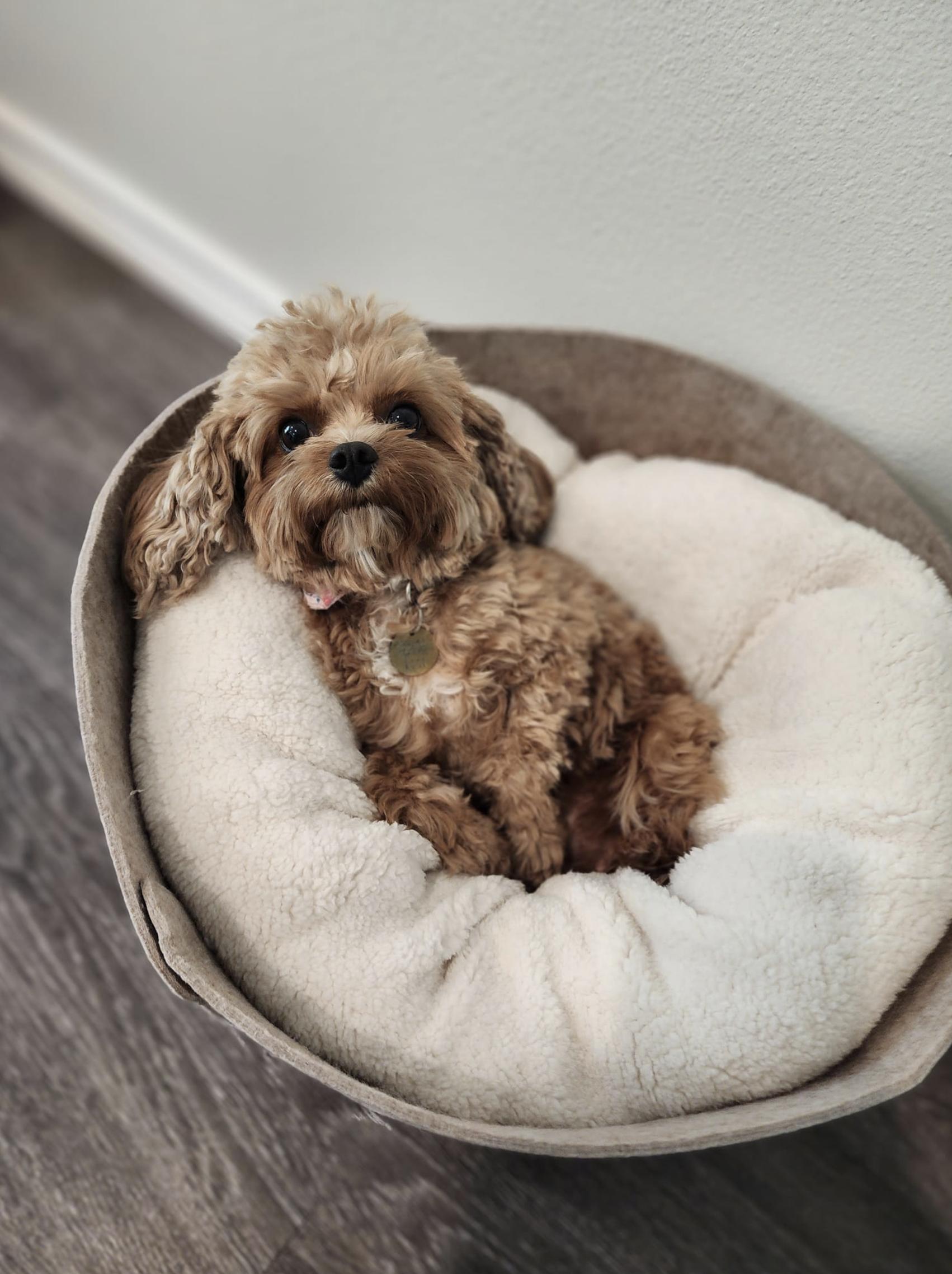 Cavapoochon Central LLC in Texas | Cavapoo and Cavapoochon puppies ...