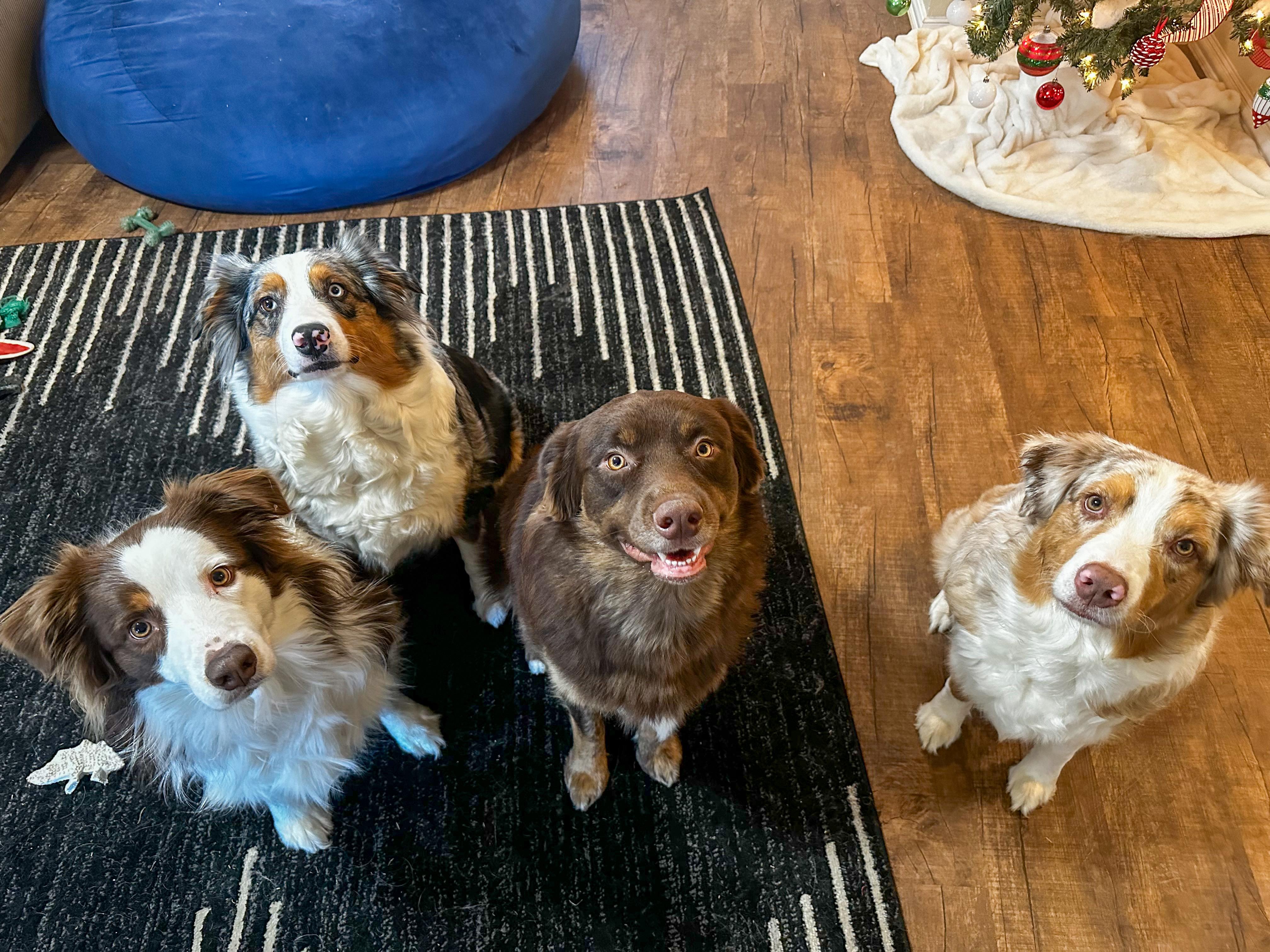Aussome Okie Aussies in Oklahoma | Australian Shepherd puppies | Good Dog