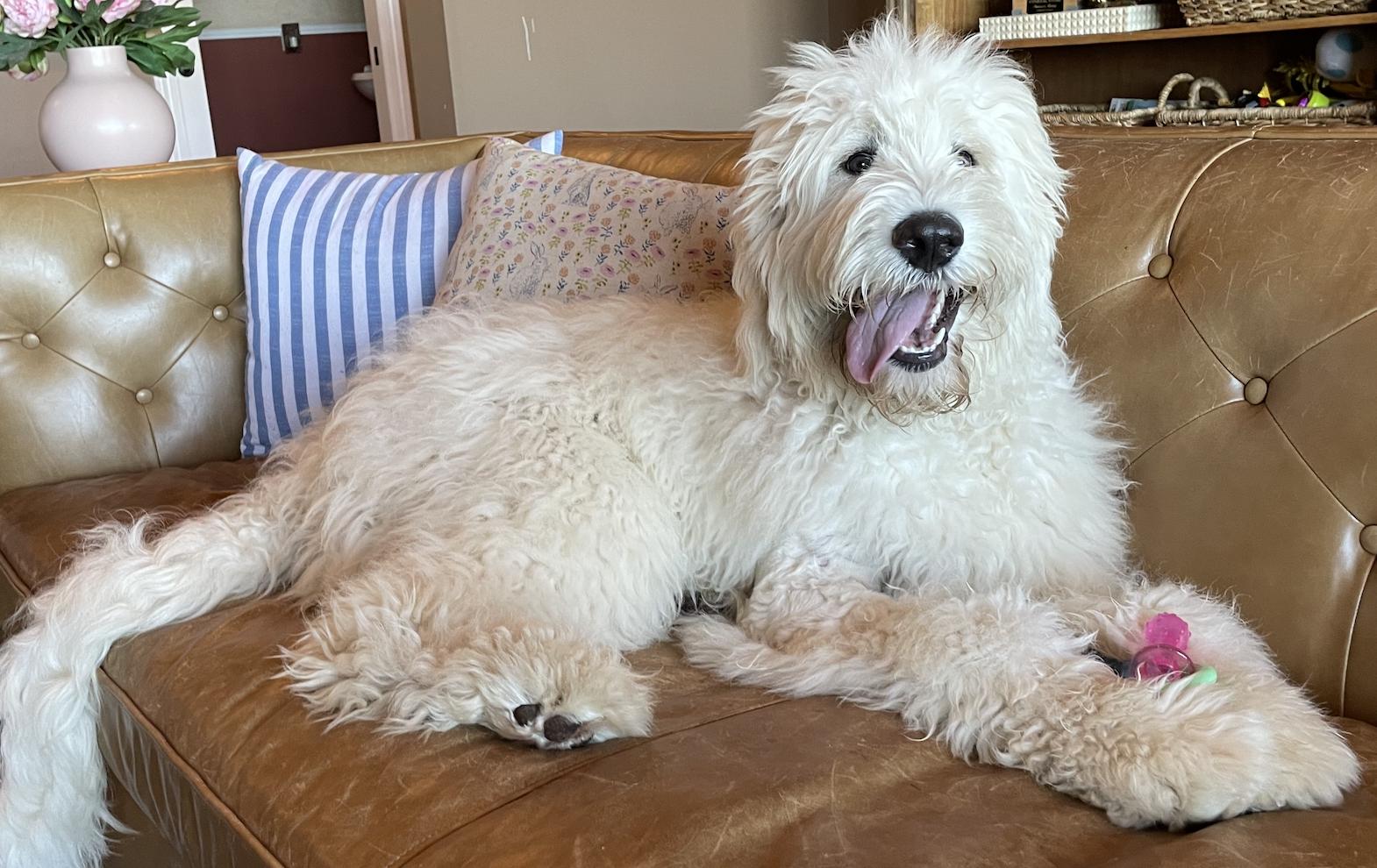 Perfect Pyredoodles in Wisconsin | Pyredoodle puppies | Good Dog