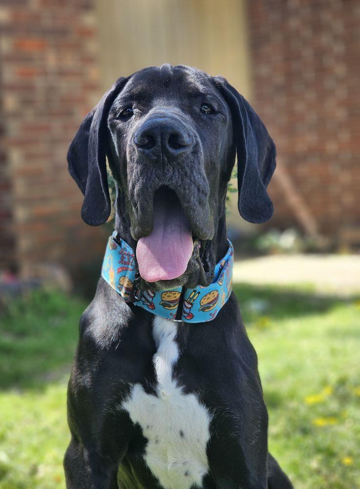 Scoober Danes in Texas | Great Dane puppies | Good Dog