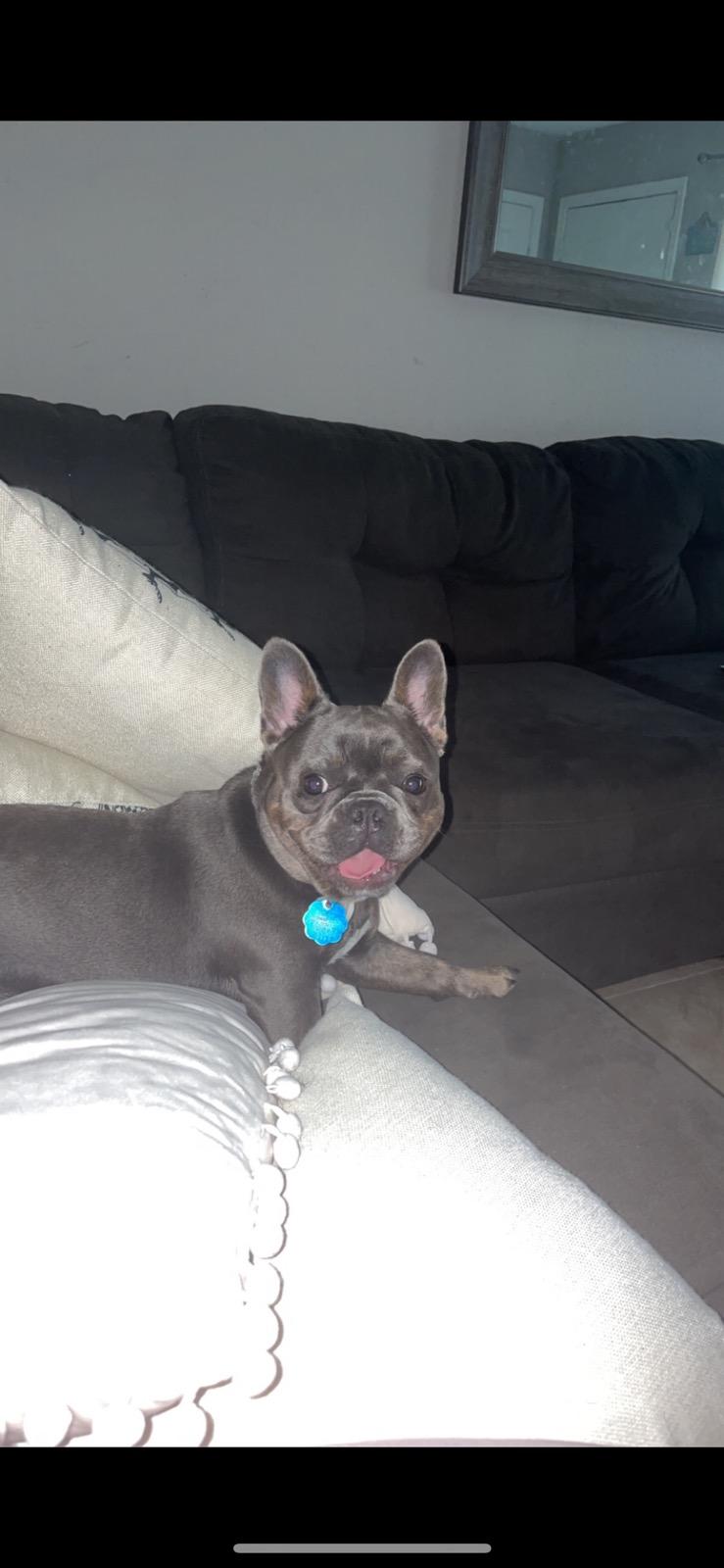 Nicky Gee frenchies in Texas | French Bulldog puppies | Good Dog