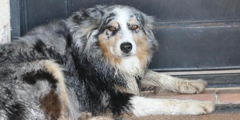 Martin's Star Ranch Aussies in Texas | Australian Shepherd puppies ...