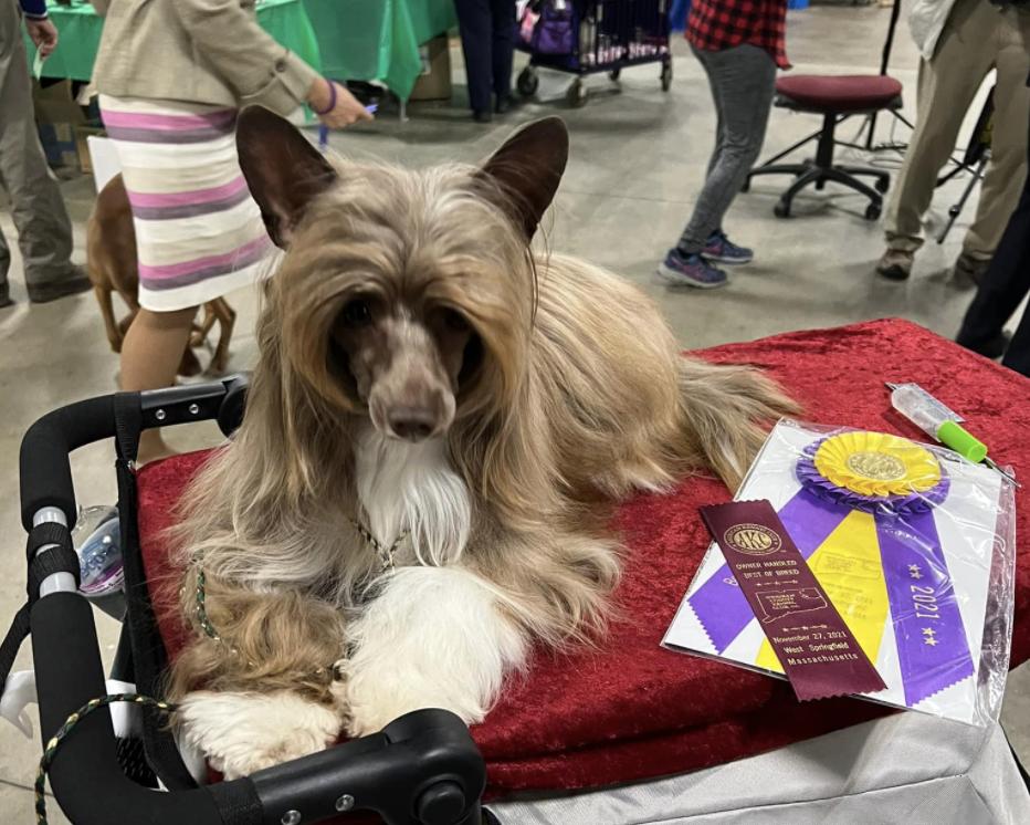 Jayne Allen's Chinese Cresteds in Connecticut | Chinese Crested puppies ...
