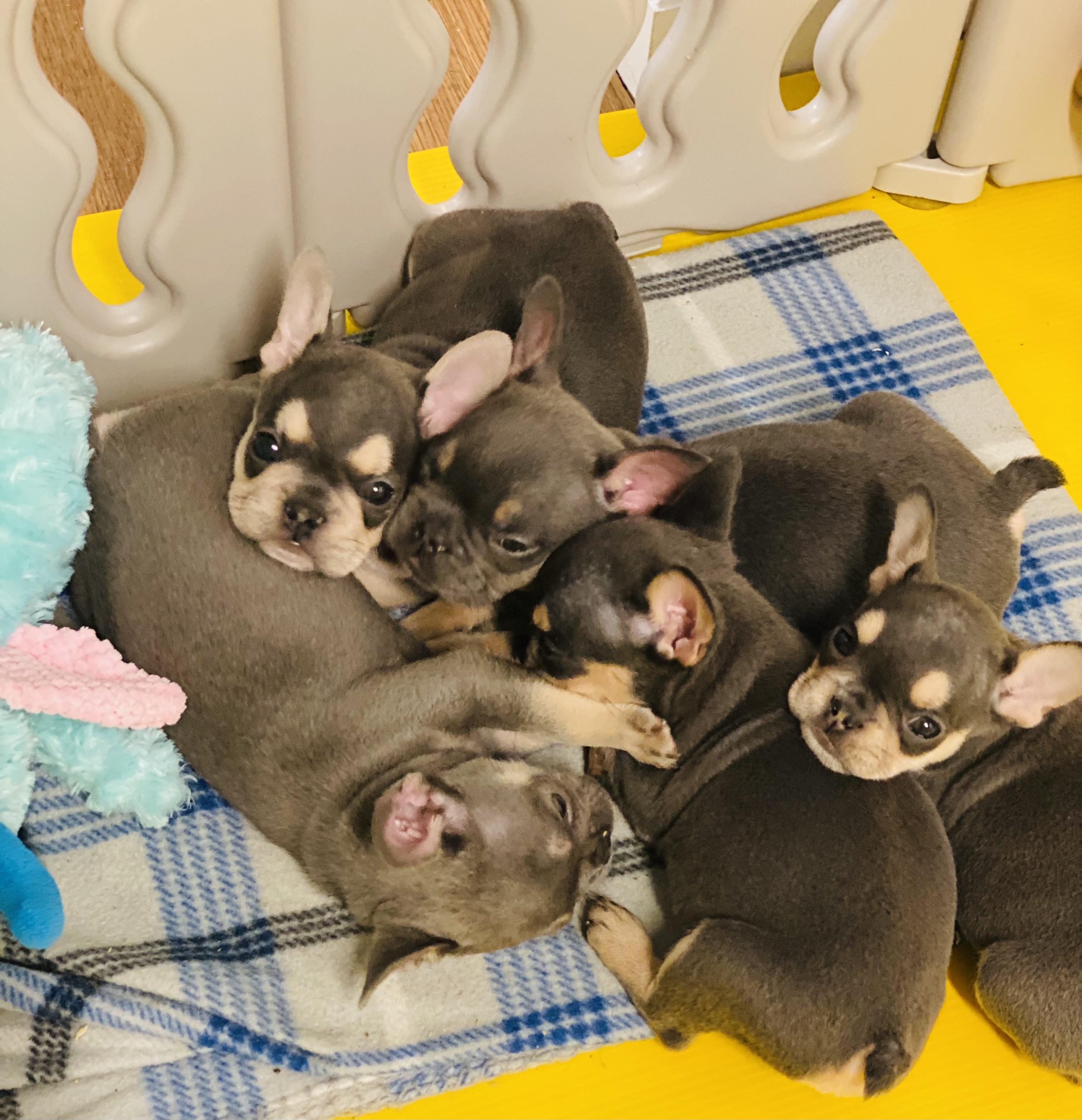 Peach Pit Frenchies in Georgia | French Bulldog puppies | Good Dog