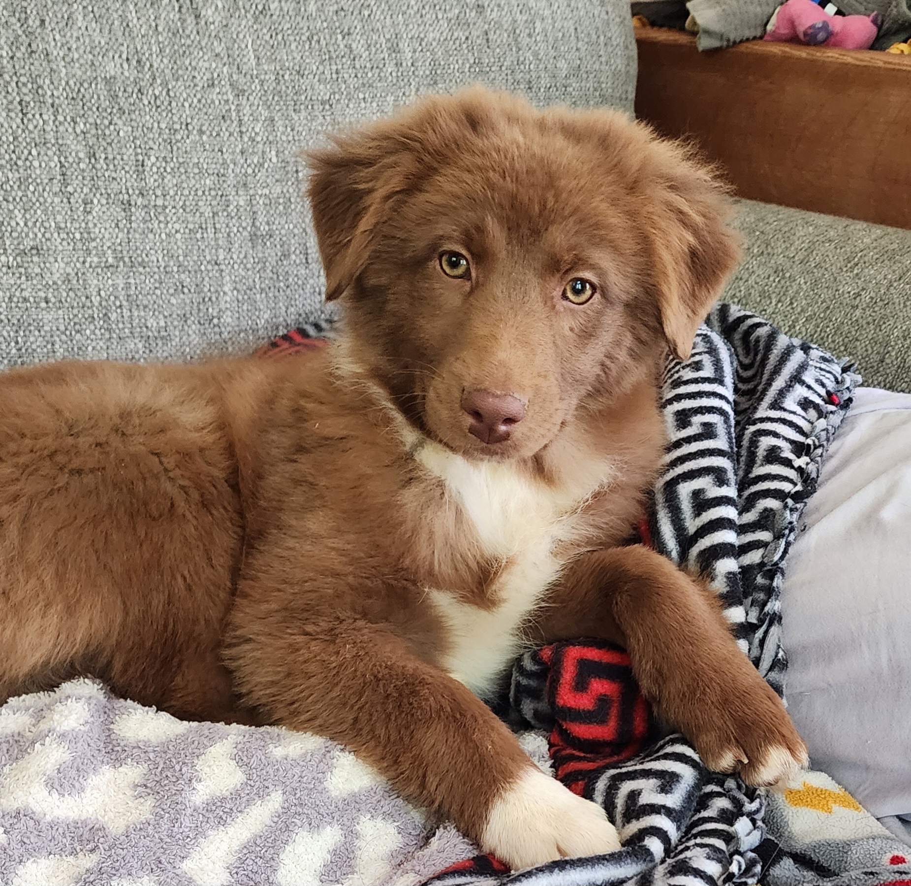 Tatum's Aussie Possie in Georgia | Australian Shepherd puppies | Good Dog