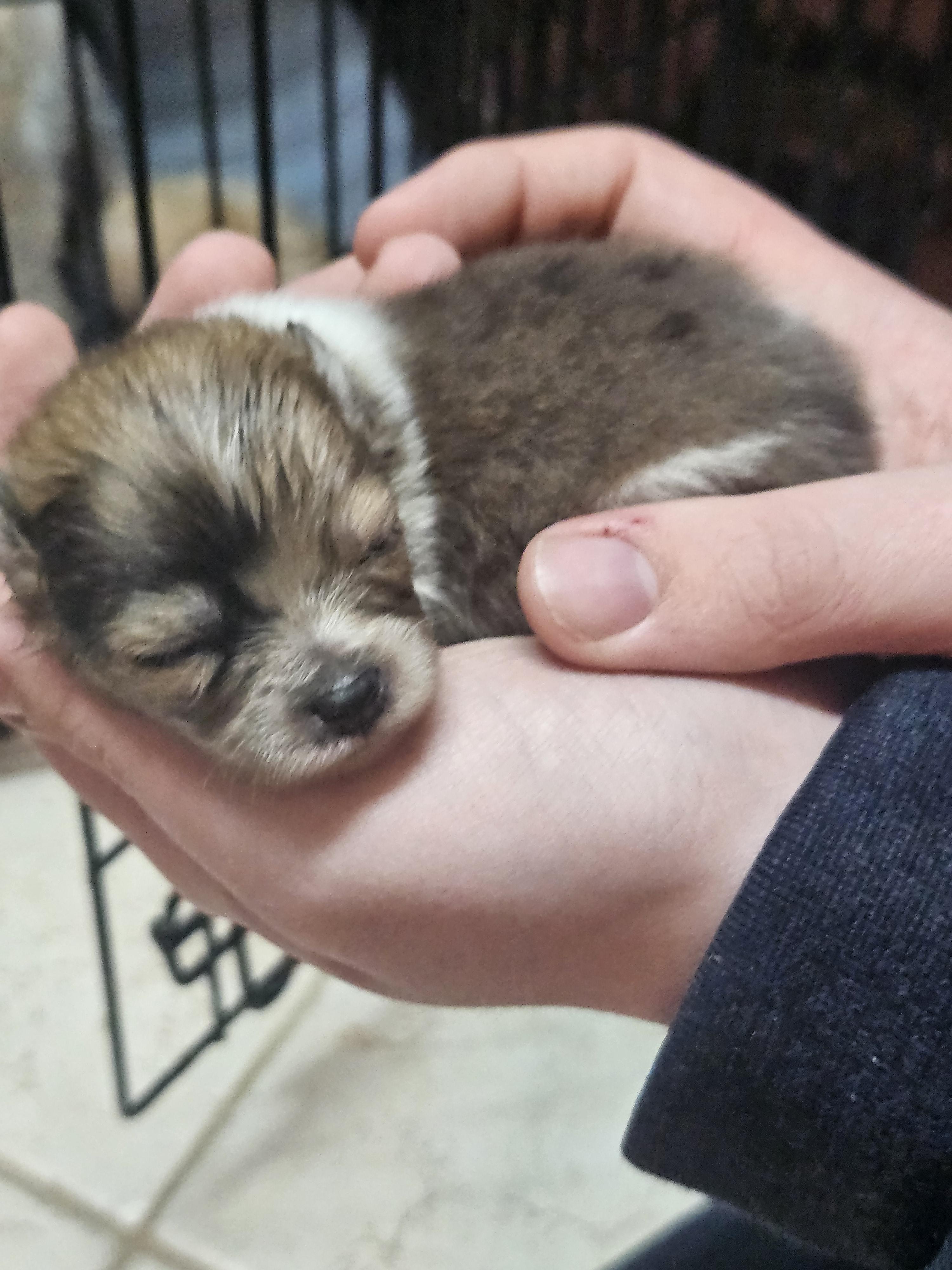 Absher Ranch in Washington | Maltipoo, Pomeranian or Poodle puppies ...