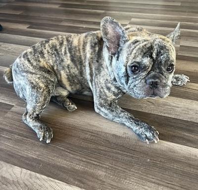 Papi Puppies in California | French Bulldog puppies | Good Dog
