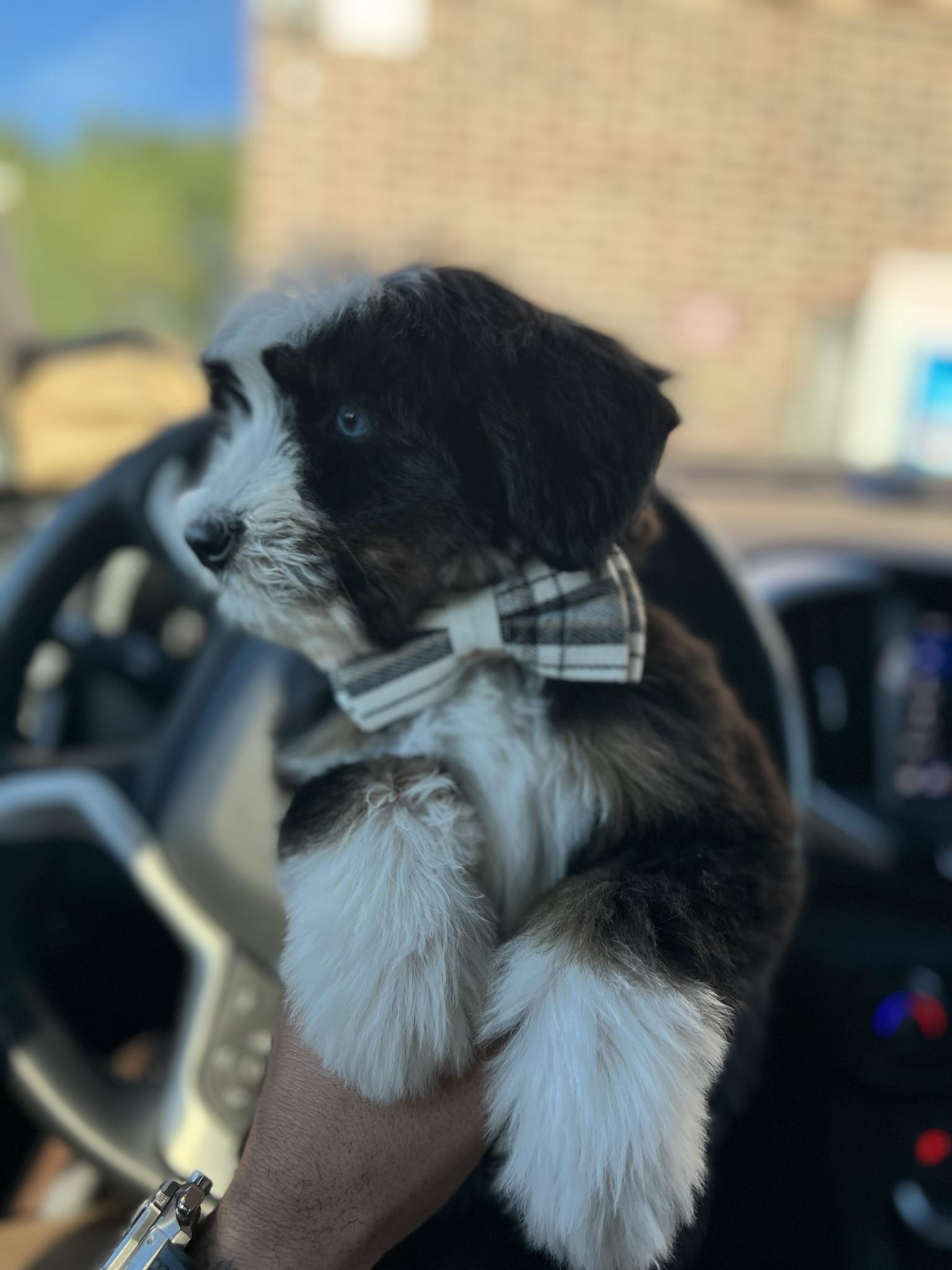 Florida Doodles in Florida | Bernedoodle, Goldendoodle or Double Doodle ...