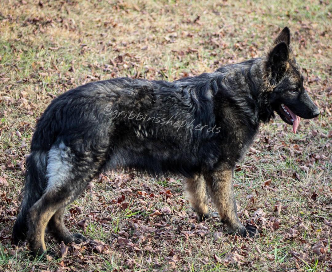 Gribbins Southern Shepherds in Kentucky | German Shepherd puppies ...