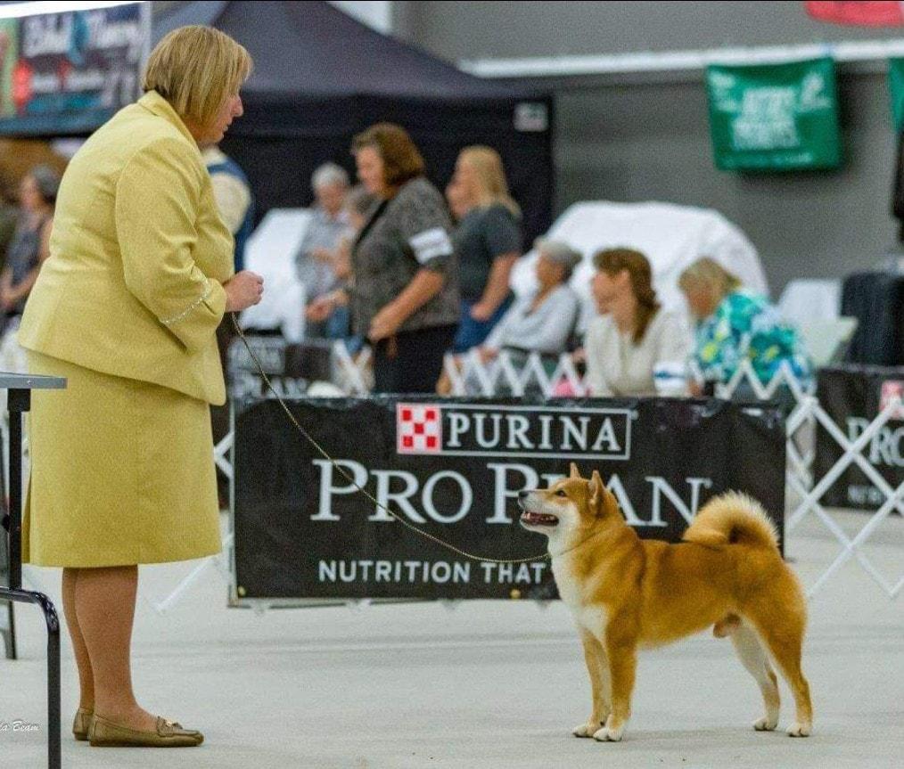 Kiralia Shiba Inu & Siberian Husky in Pennsylvania | Shiba Inu and ...