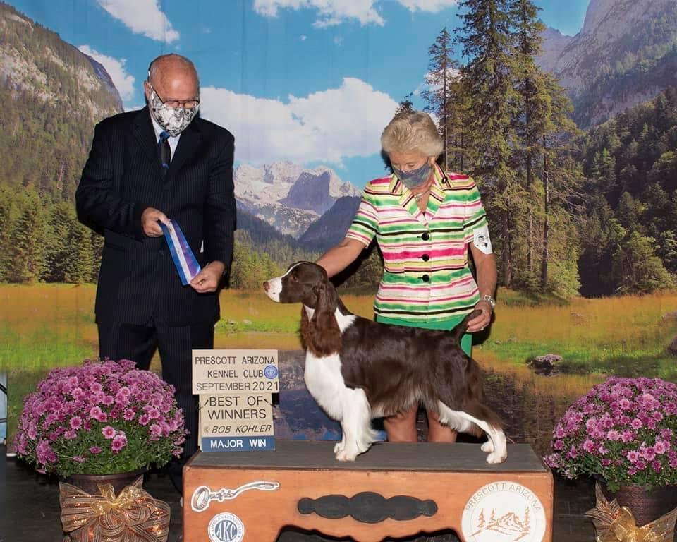Starlet Springers in Oregon | English Springer Spaniel puppies | Good Dog