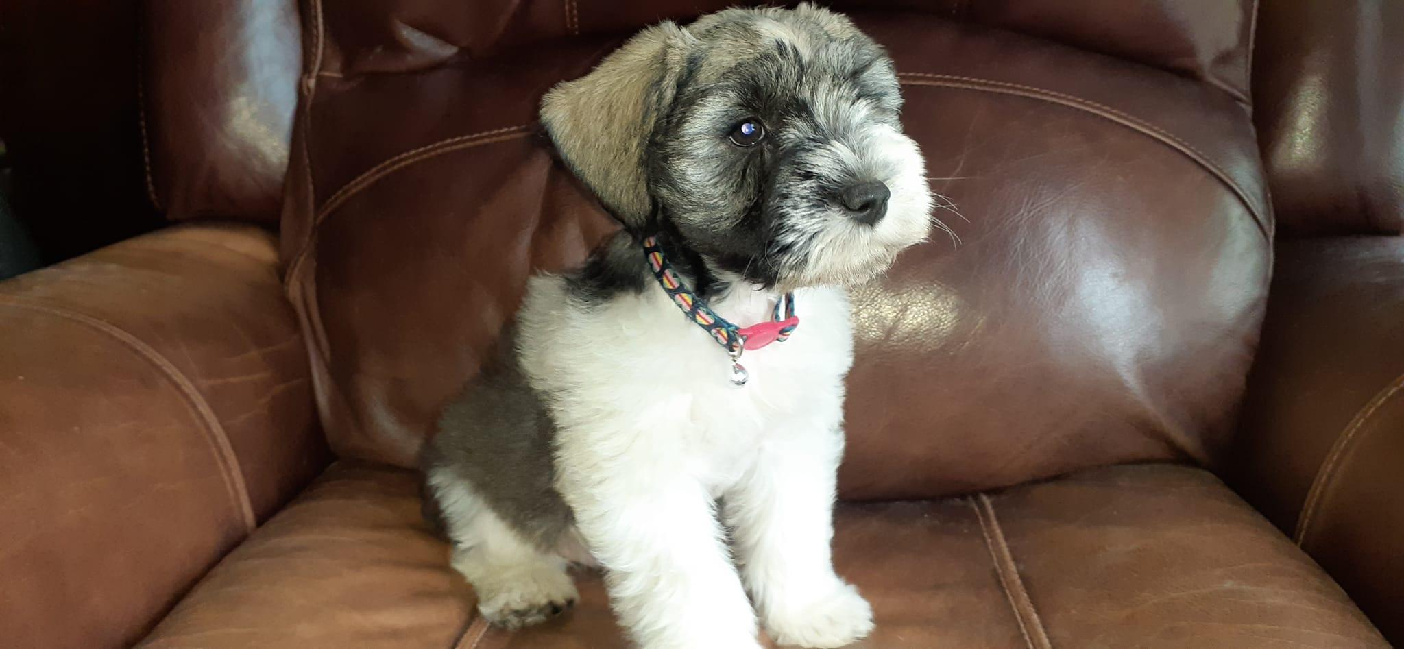 Debbie's Mini Schnauzer in Texas | Miniature Schnauzer puppies | Good Dog