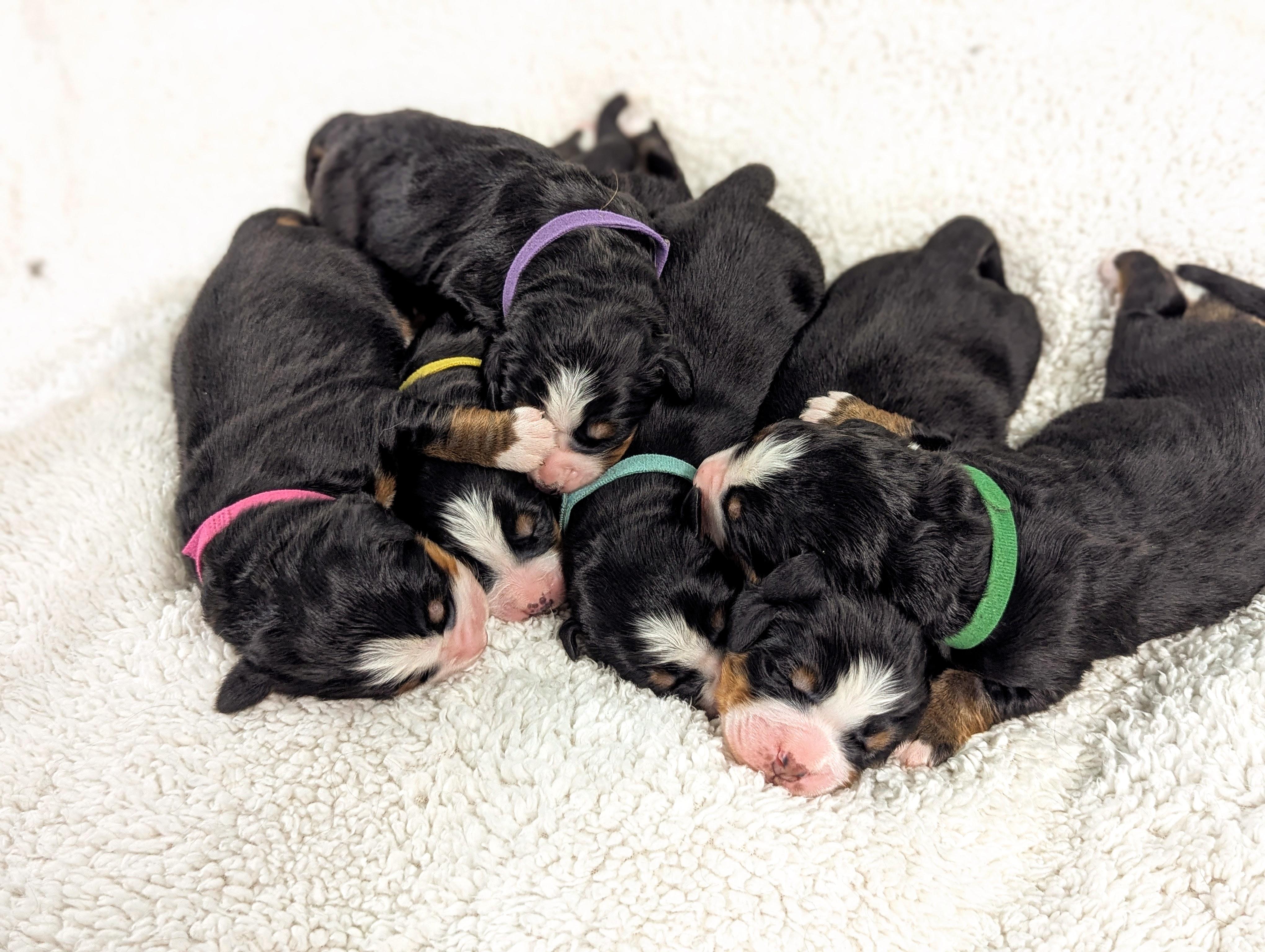Rafter 58 Bernese Mountains and Bernedoodles in Ohio | Bernedoodle and ...