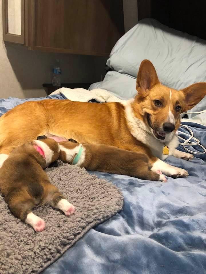 Ginger Sky Corgi Ranch in Texas | Pembroke Welsh Corgi puppies | Good Dog