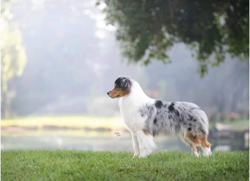 Trinity Aussies in California | Australian Shepherd puppies | Good Dog
