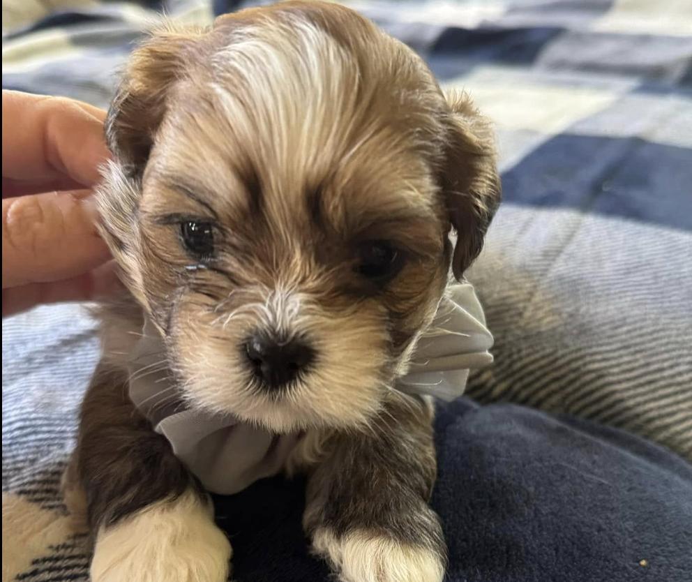 Lhasa Loves by the Stewarts in New Jersey | Lhasa Apso puppies | Good Dog