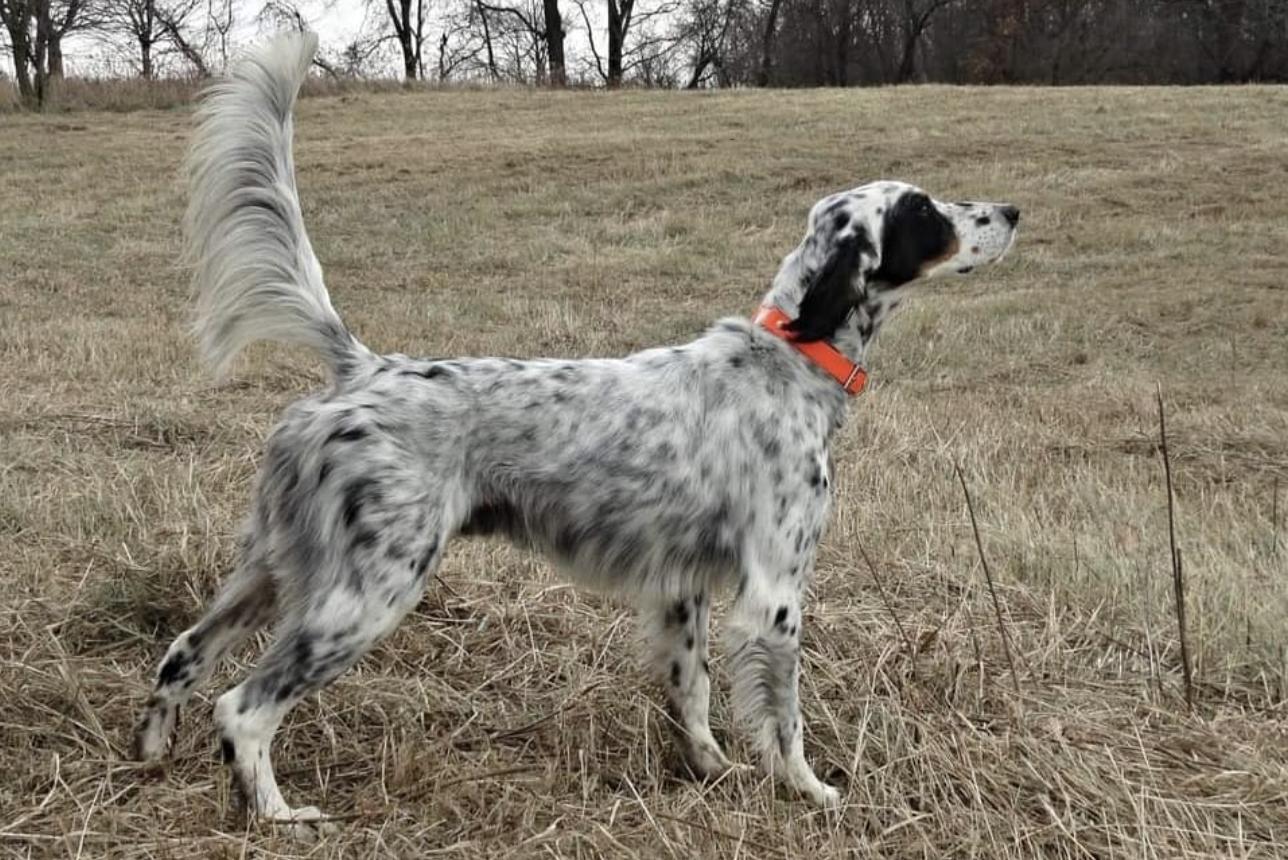 Woodsway Kennel in Illinois | English Setter puppies | Good Dog