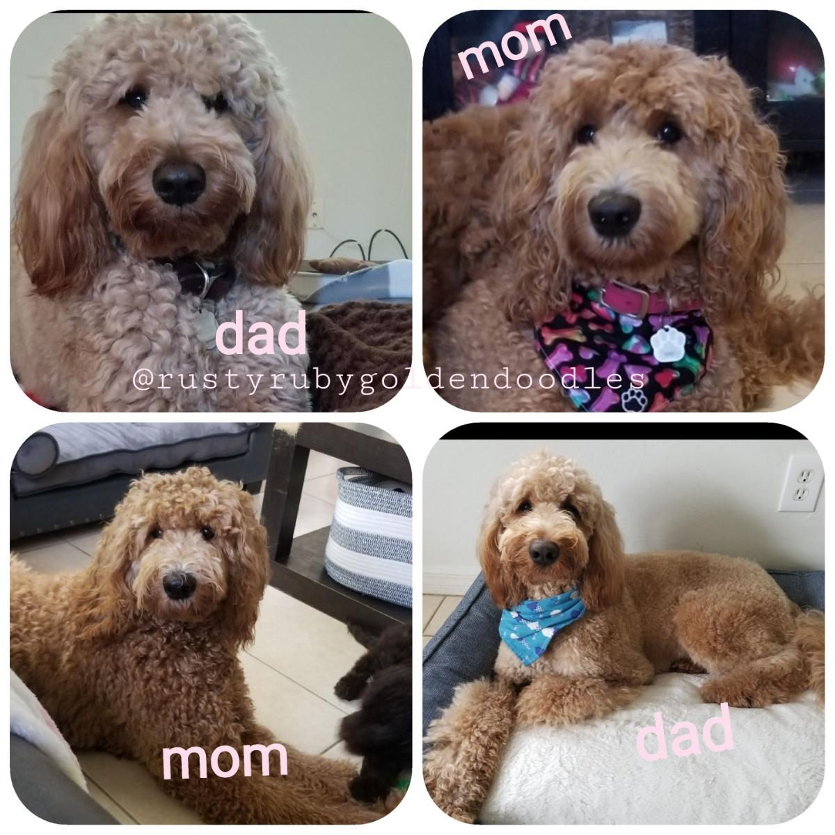 Rusty & Ruby's Goldendoodles in Florida | Goldendoodle puppies | Good Dog