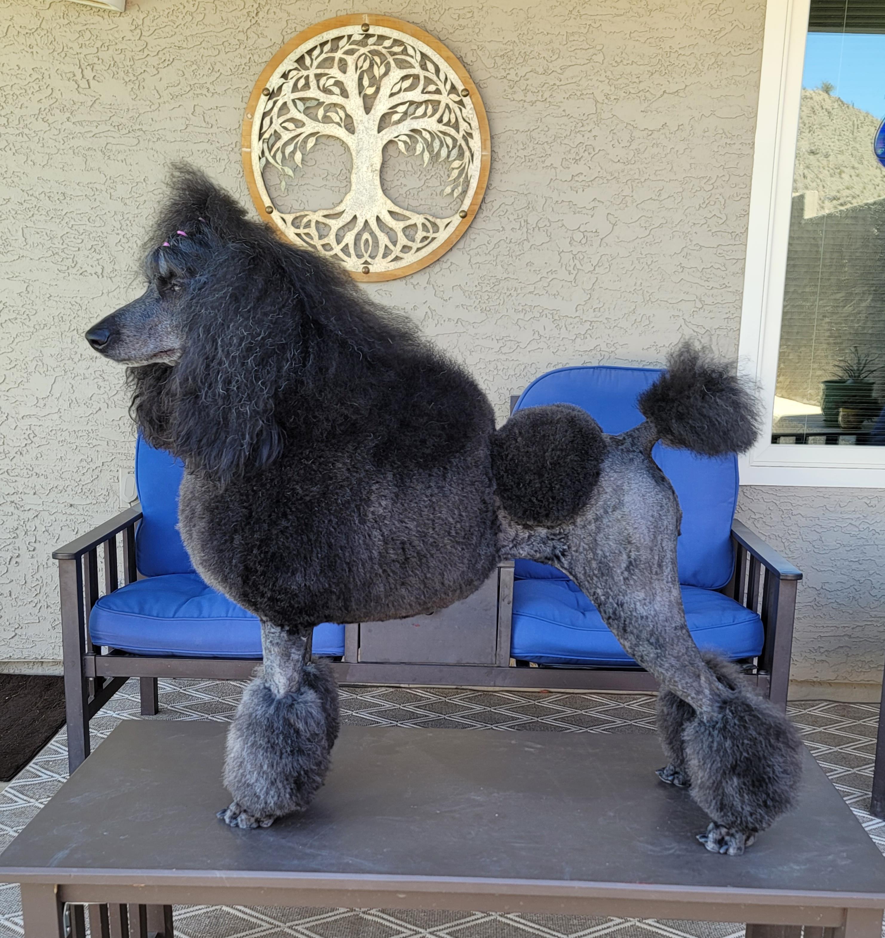 Desert Diamond Poodles in Arizona | Poodle puppies | Good Dog