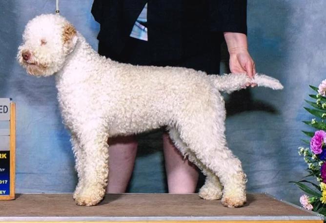Almar Lagotto in New York | Lagotto Romagnolo puppies | Good Dog