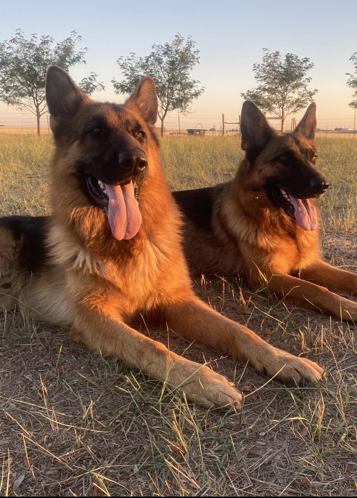 Pure Heart German shepherds in Colorado | German Shepherd puppies ...