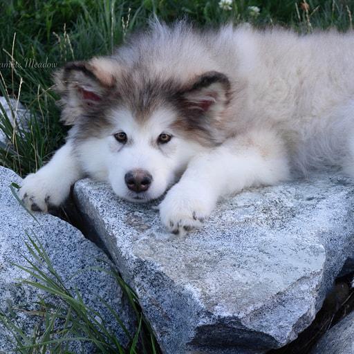 Malamute Meadow in Washington | Alaskan Malamute puppies | Good Dog