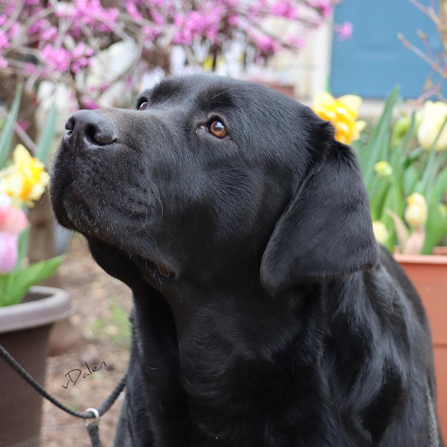 van Dalen Labradors in Georgia | Labrador Retriever puppies | Good Dog