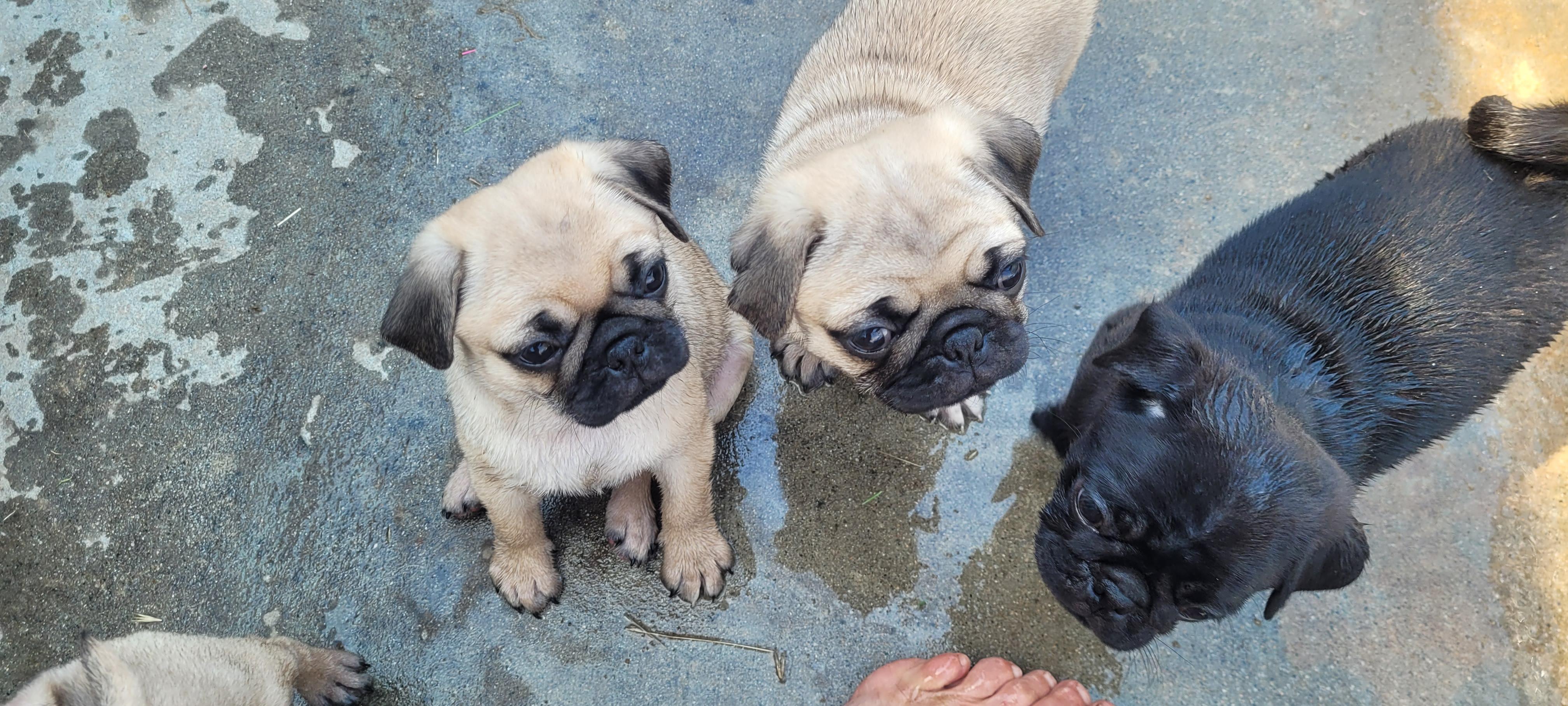Hills Pugs in California | Pug puppies | Good Dog