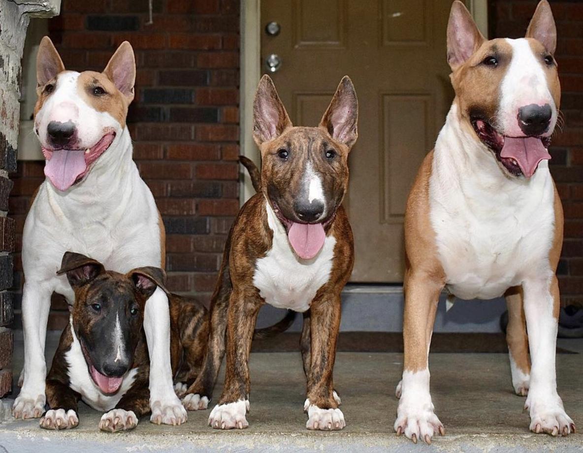 HP BULL’S in Ohio | Bull Terrier puppies | Good Dog