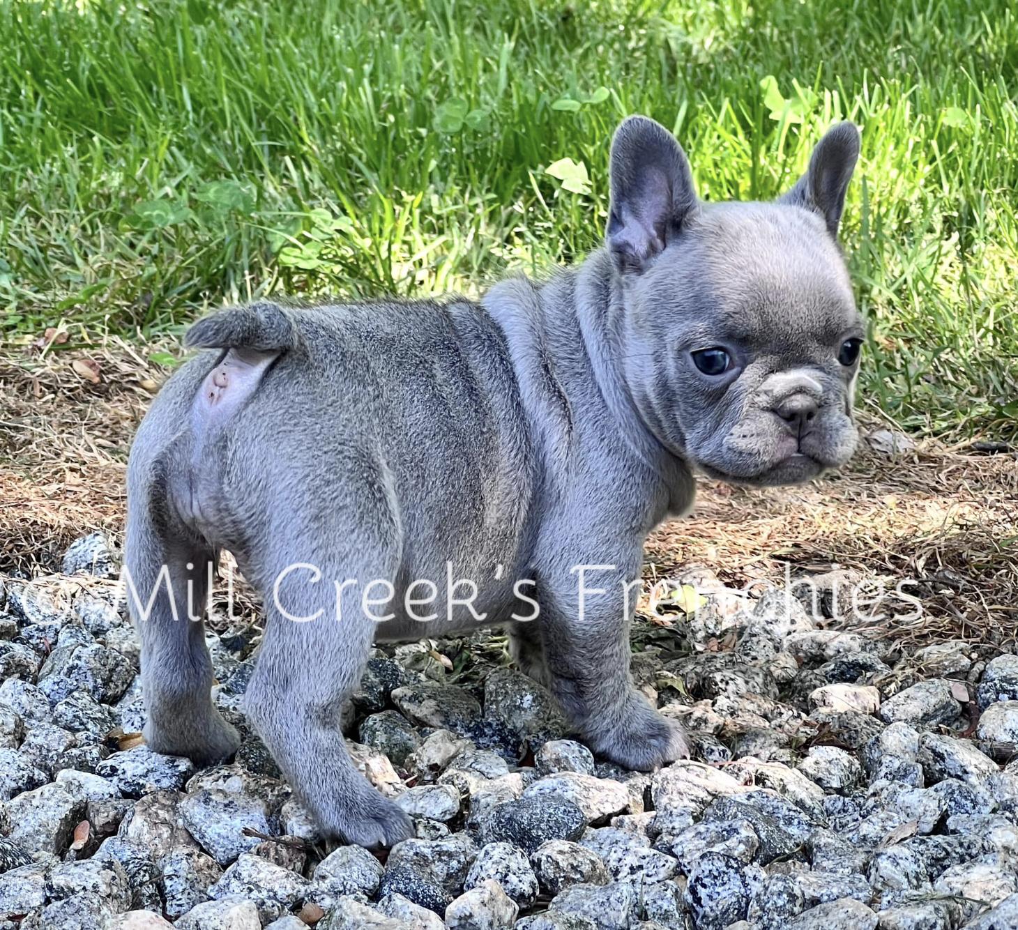 Mill Creek’s Pembroke Welsh Corgis and French Bulldogs in North ...
