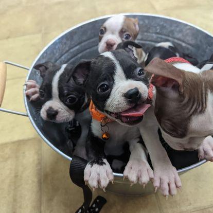 The DogMother House of Bostons in Florida | Boston Terrier puppies ...
