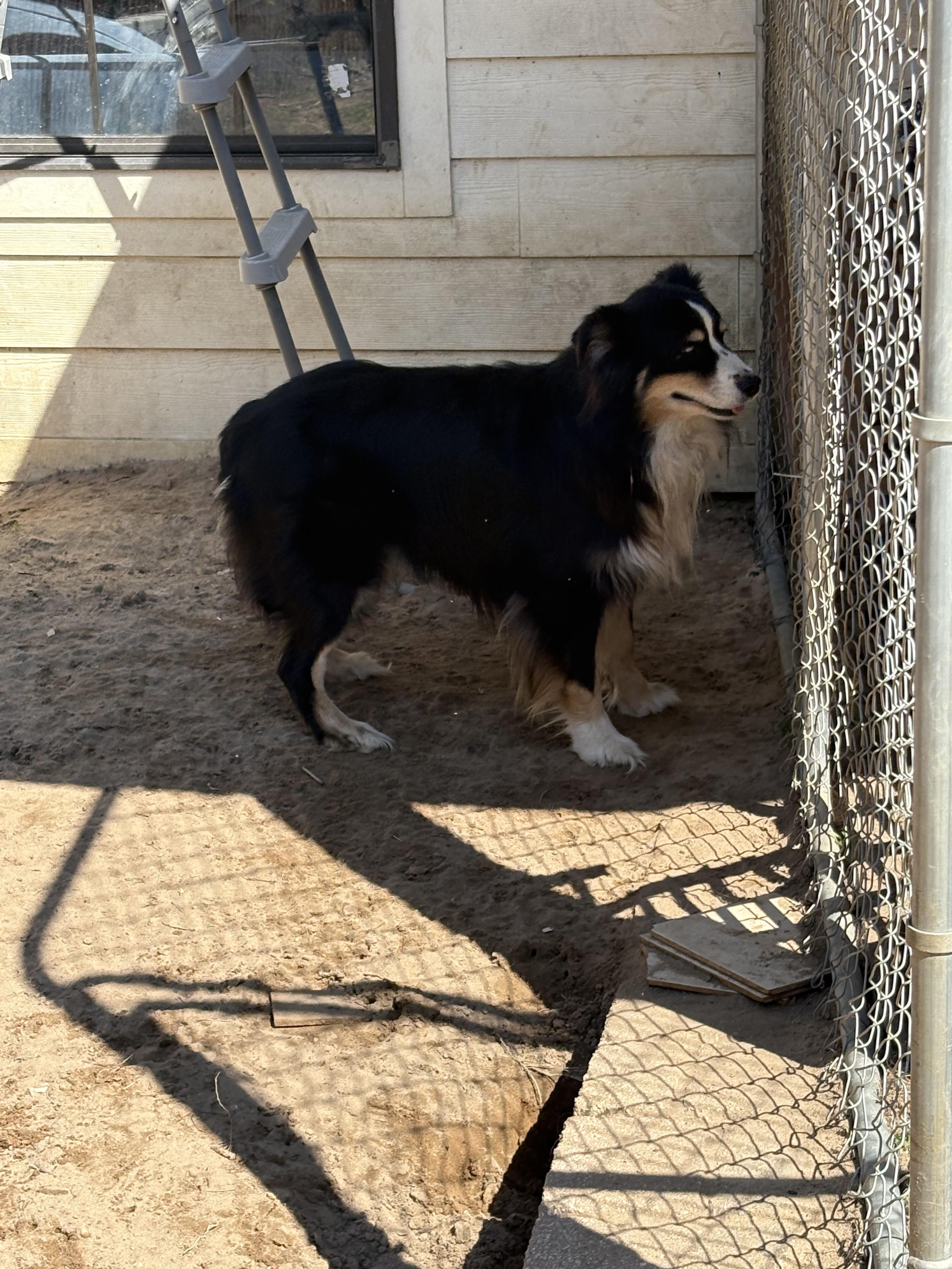 Blue Cypress Stock dogs in Florida | Australian Shepherd, Border Collie ...