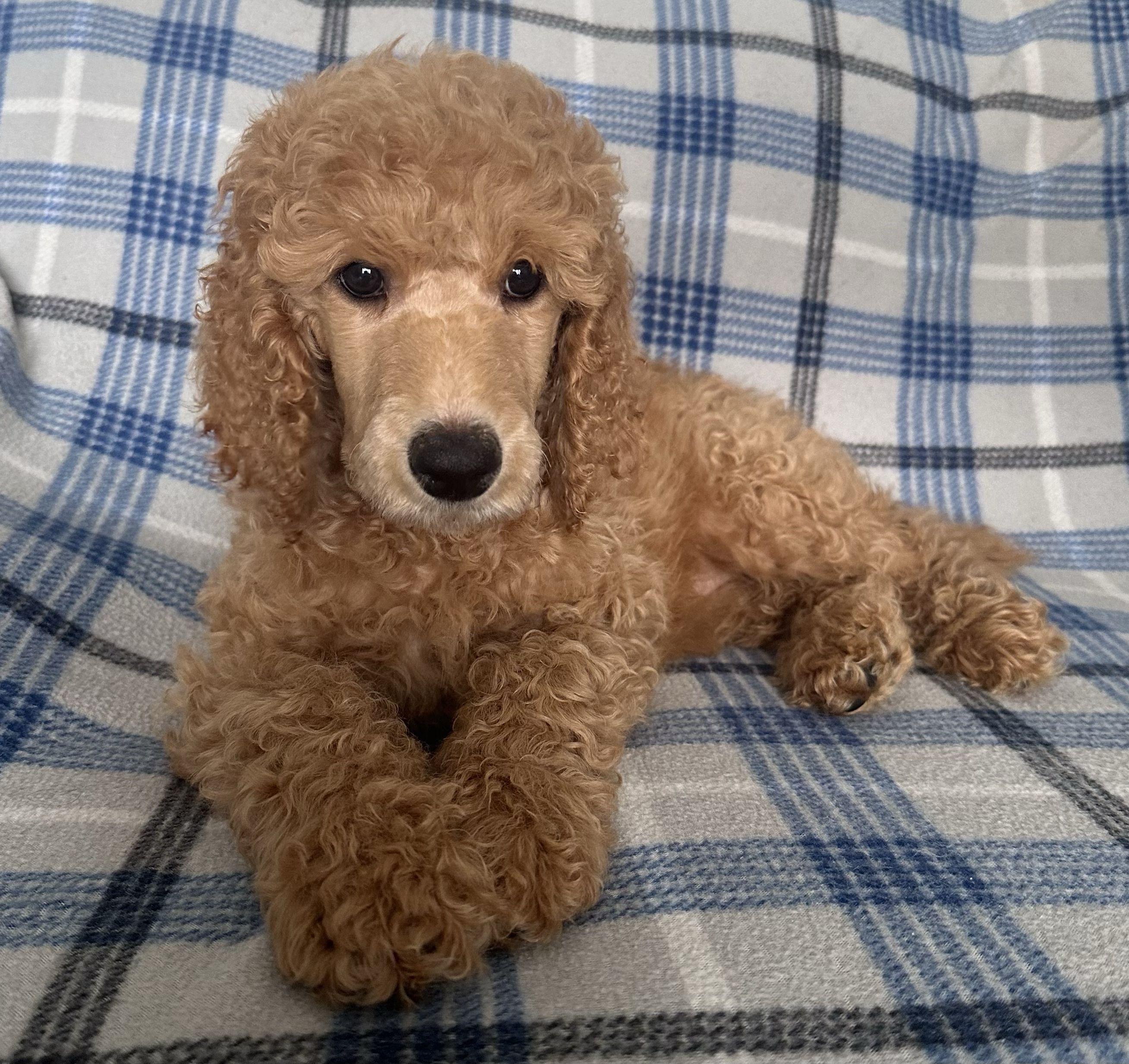 K & A Standard Poodles in Pennsylvania | Poodle puppies | Good Dog