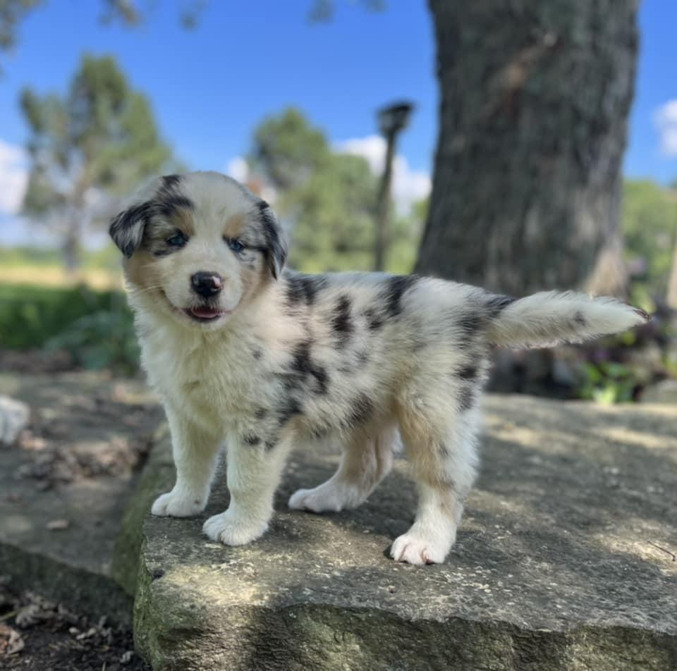 Bearfoot Aussies and Tollers in Indiana | Australian Shepherd and Nova ...