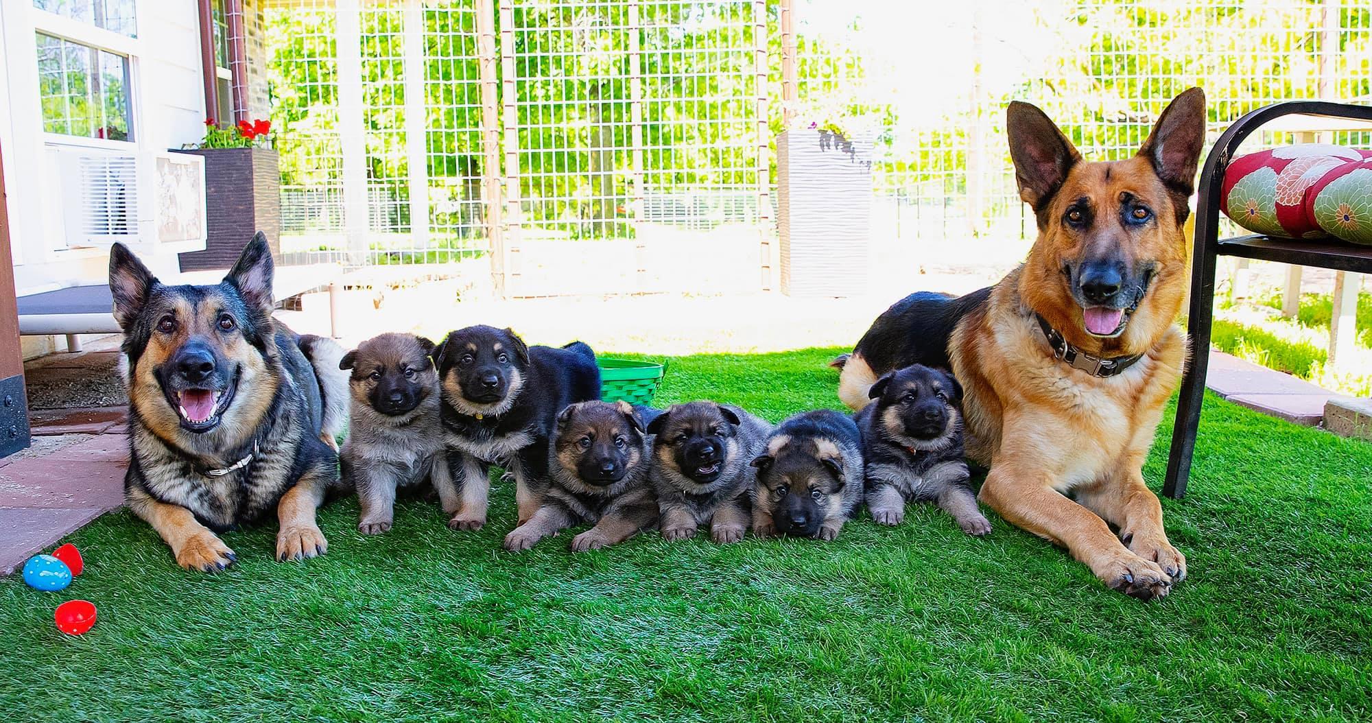 Cacao German Shepherds in Texas | German Shepherd puppies | Good Dog