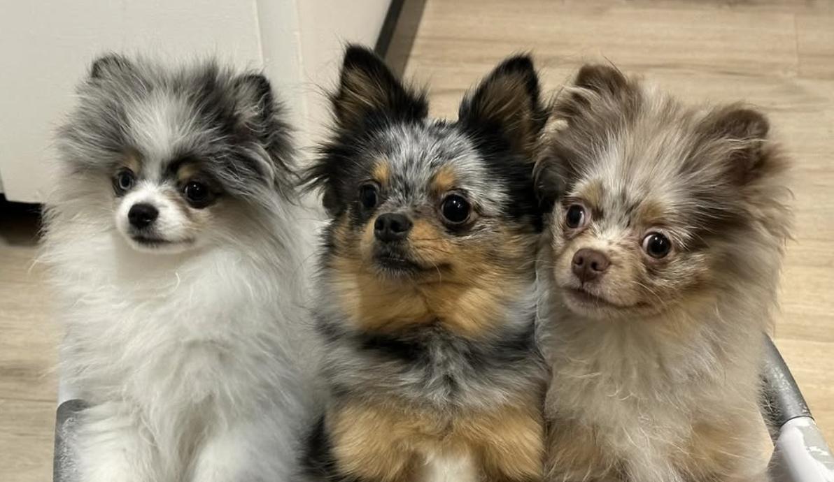 The Pom farm in Washington | Pomeranian puppies | Good Dog