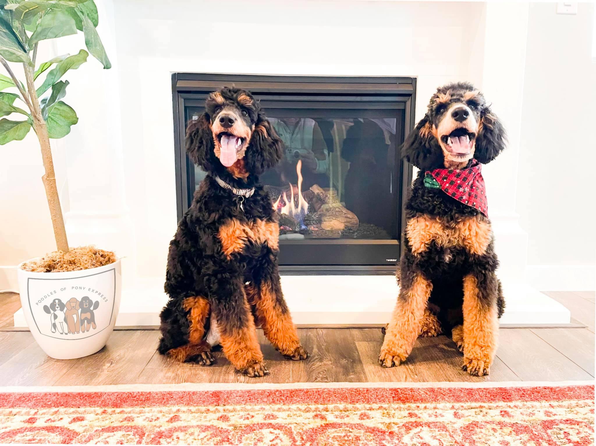 Poodles of Pony Express in Utah | Poodle puppies | Good Dog