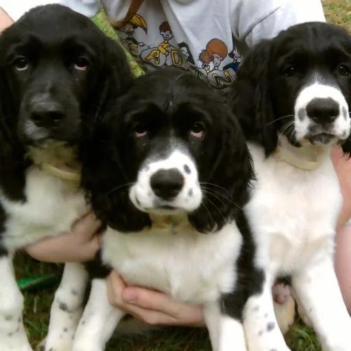 Spring of Joy Kennel in North Carolina | English Springer Spaniel ...