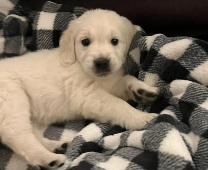 Snowy Mountain Retrievers in Arizona | Golden Retriever puppies | Good Dog