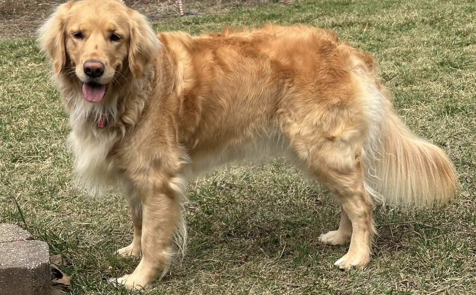 Gail’s Goldens in Wisconsin | Golden Retriever puppies | Good Dog
