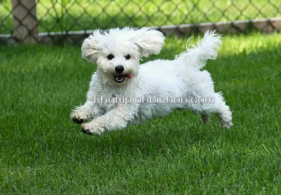 Champion Bichon in Colorado | Bichon Frise puppies | Good Dog