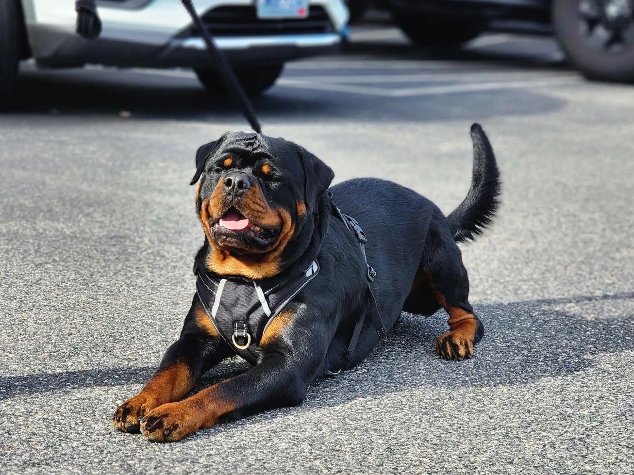 Harris Hill Rottweilers in Rhode Island | Rottweiler puppies | Good Dog