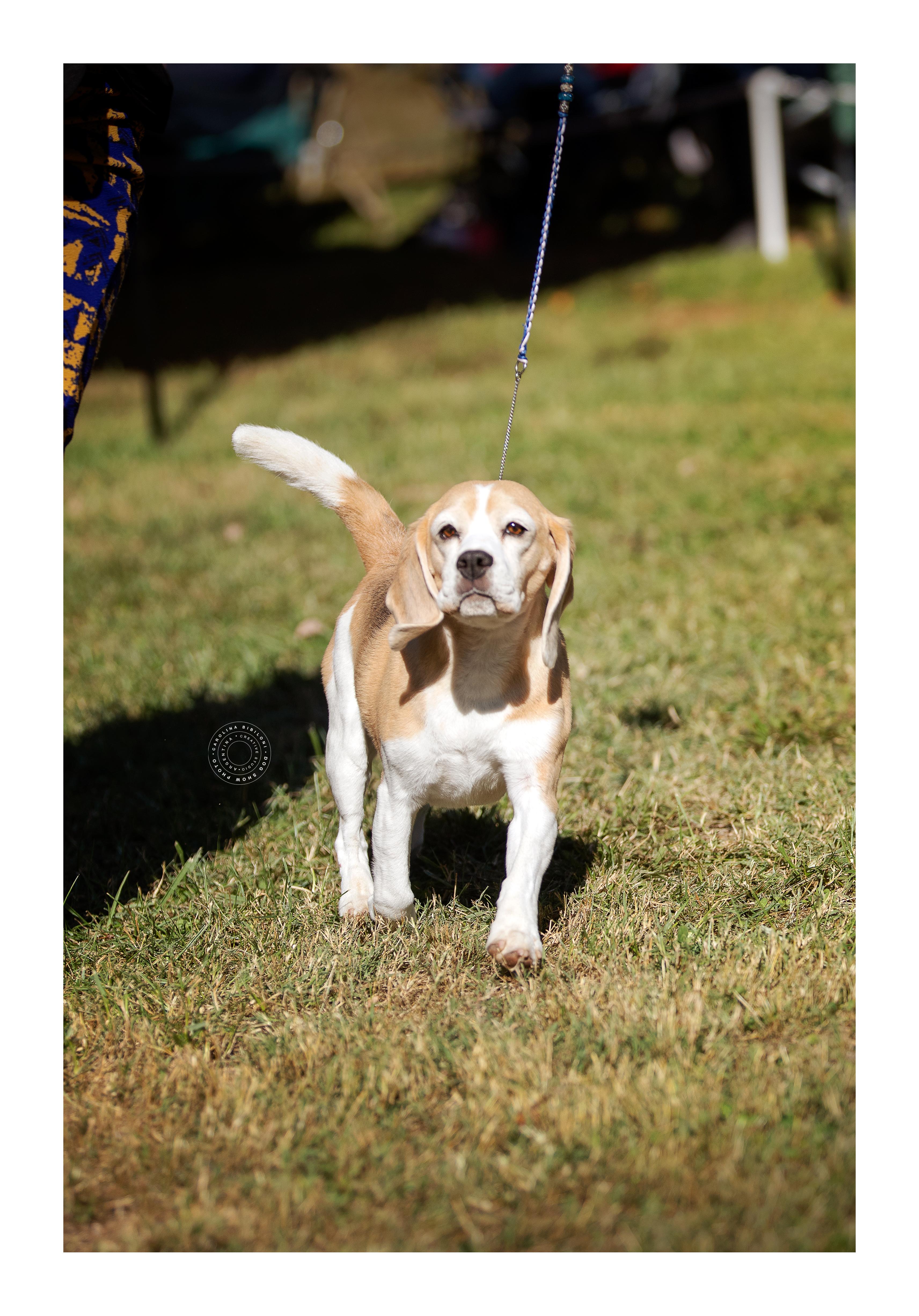 Alpenglow Beagles in Colorado | Beagle puppies | Good Dog