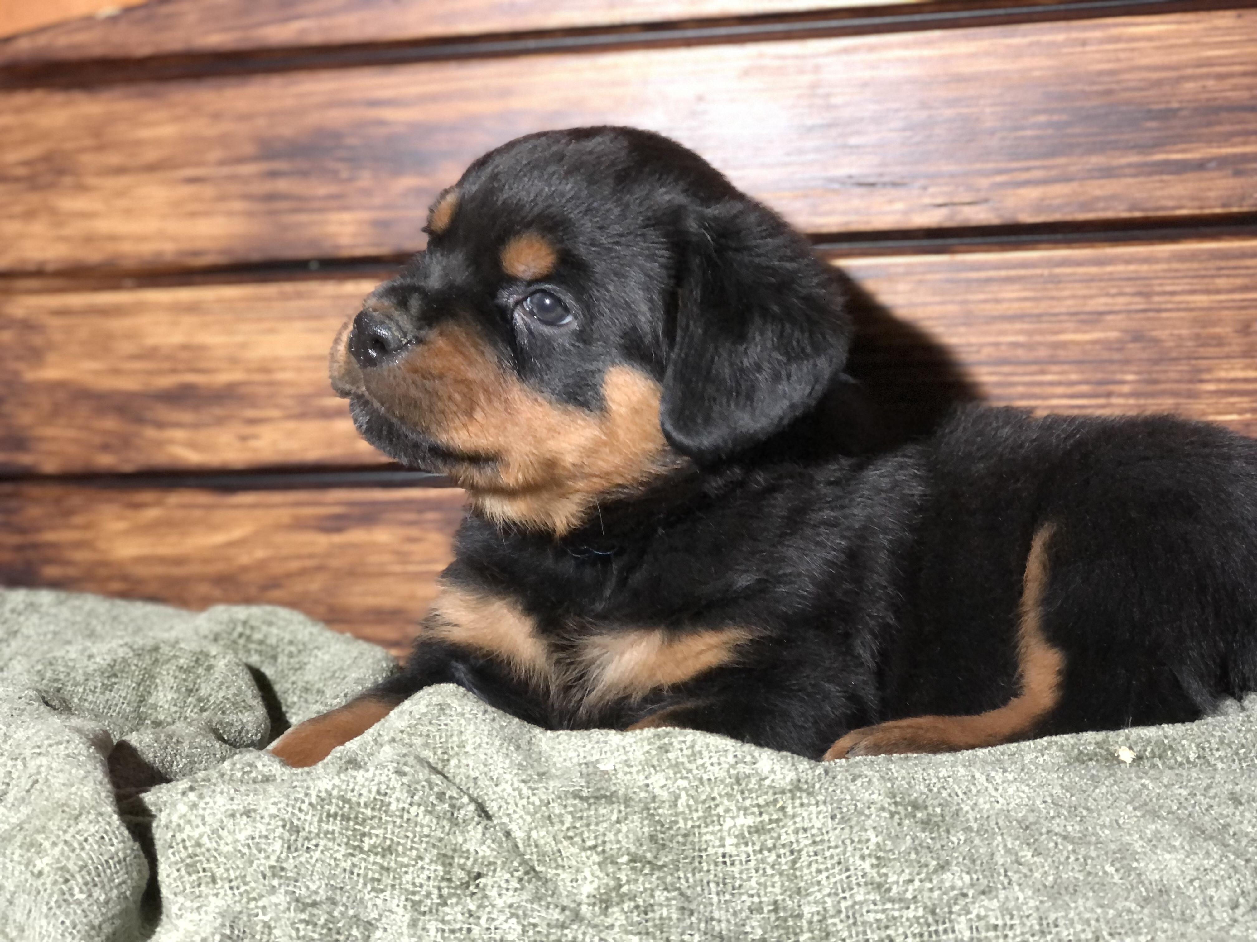 The Solid Rock Kennel in Indiana | Rottweiler puppies | Good Dog