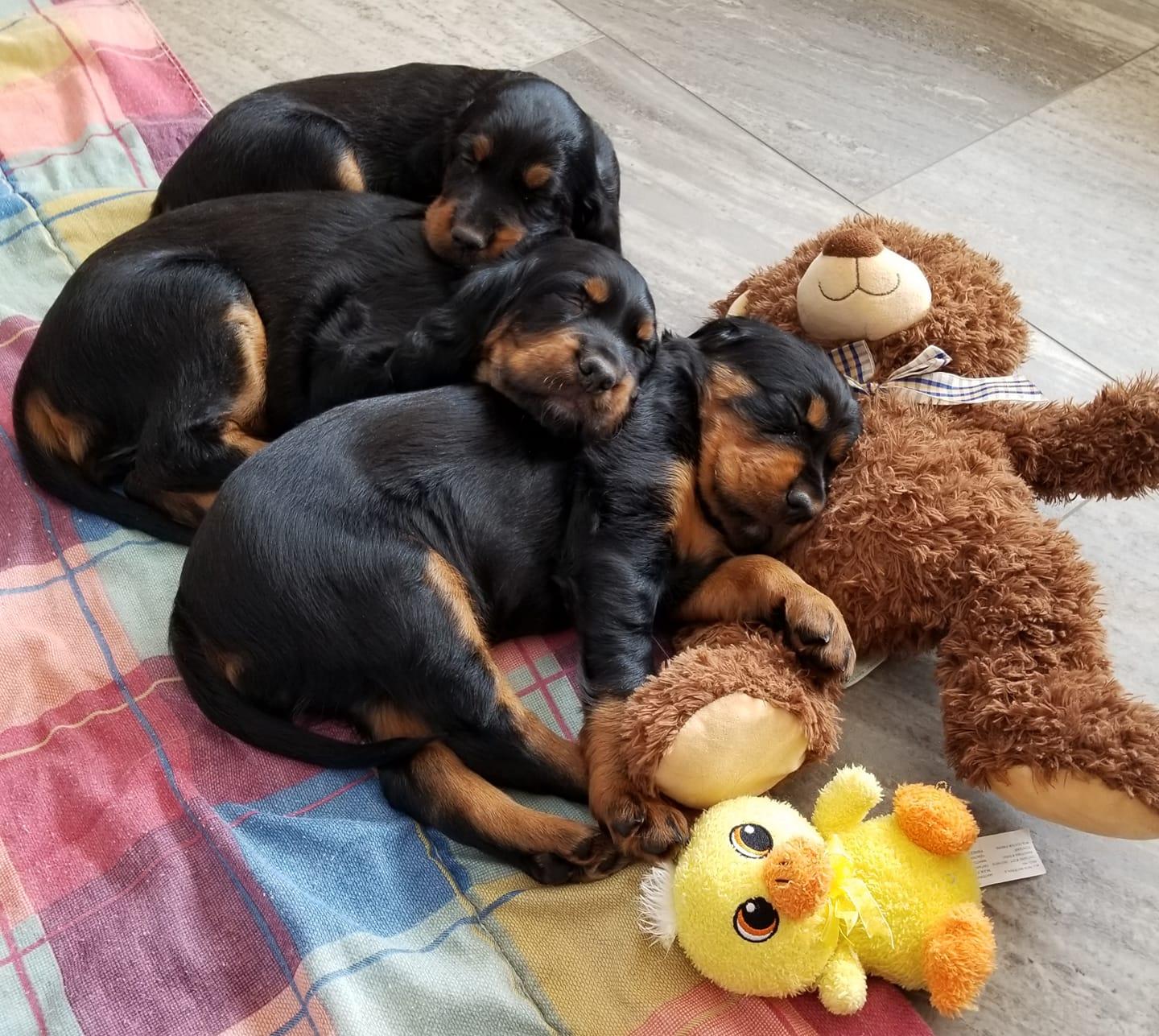 Donna's Gordon Setters in Minnesota | Gordon Setter puppies | Good Dog